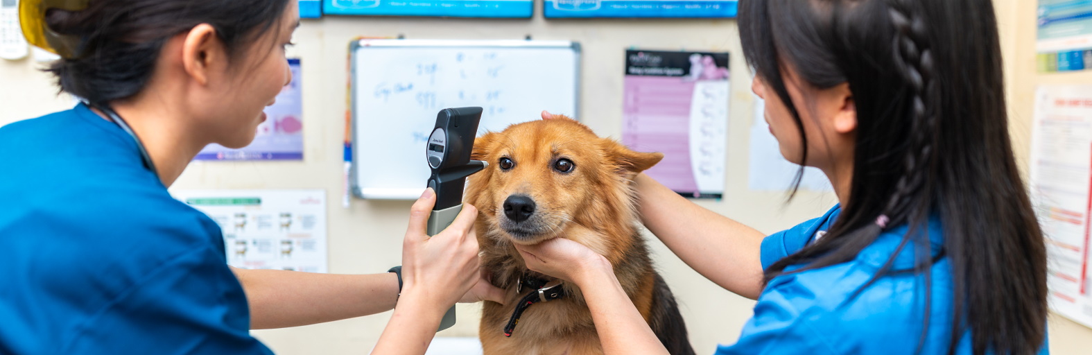 Lian Animal Clinic Lian Animal Clinic